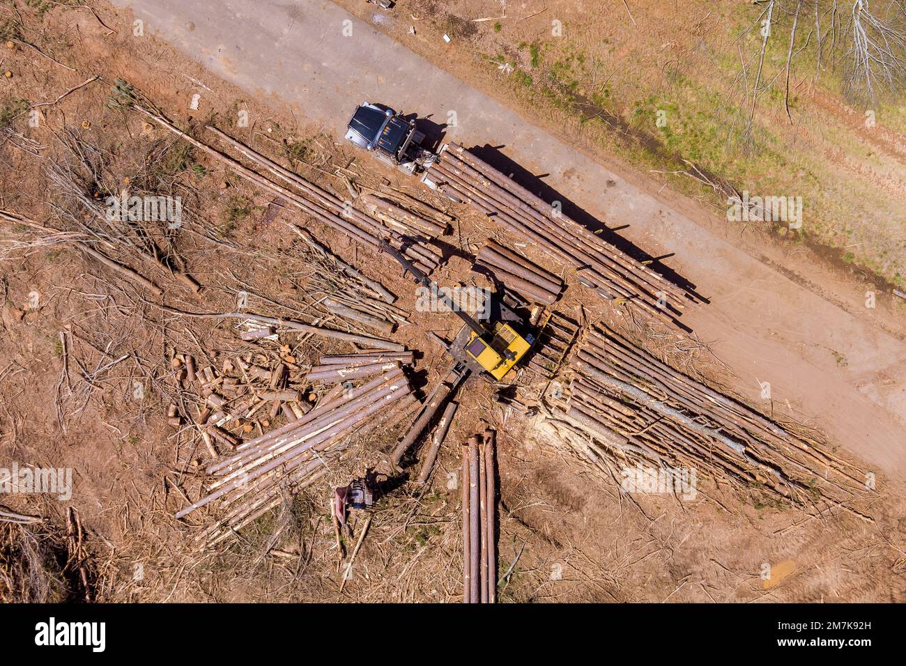 Newly felled timber crane operator loading logs being moved to large ...