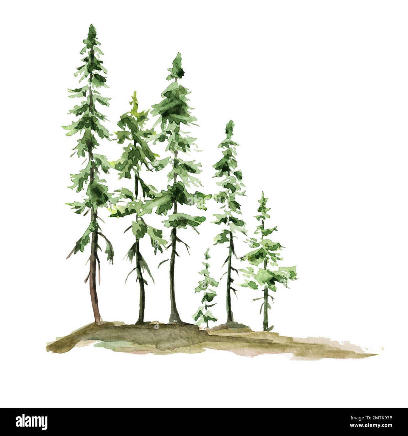 Forest landscape with fir trees. Hand drawn watercolor illustration ...