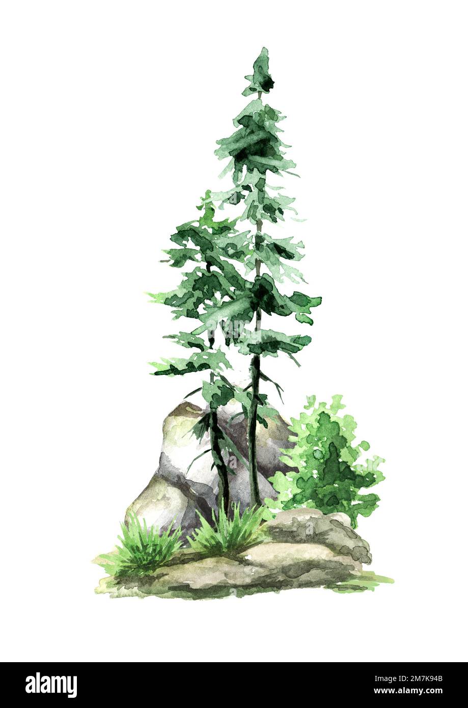 Forest landscape with rocks and fir trees. Hand drawn watercolor ...