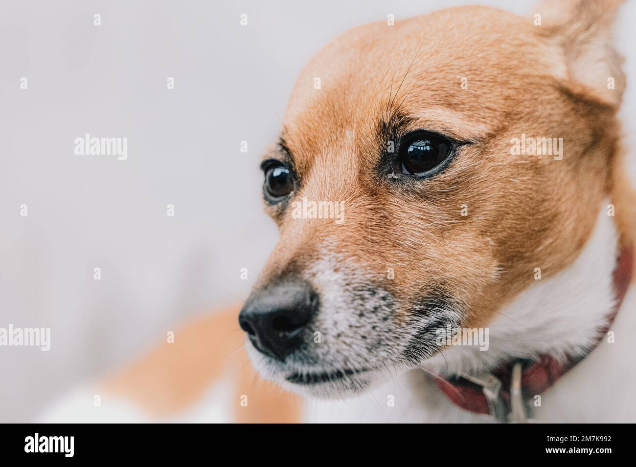 Adorable and cute Jack Russell Terrier dog portrait. Headshot of a dog ...