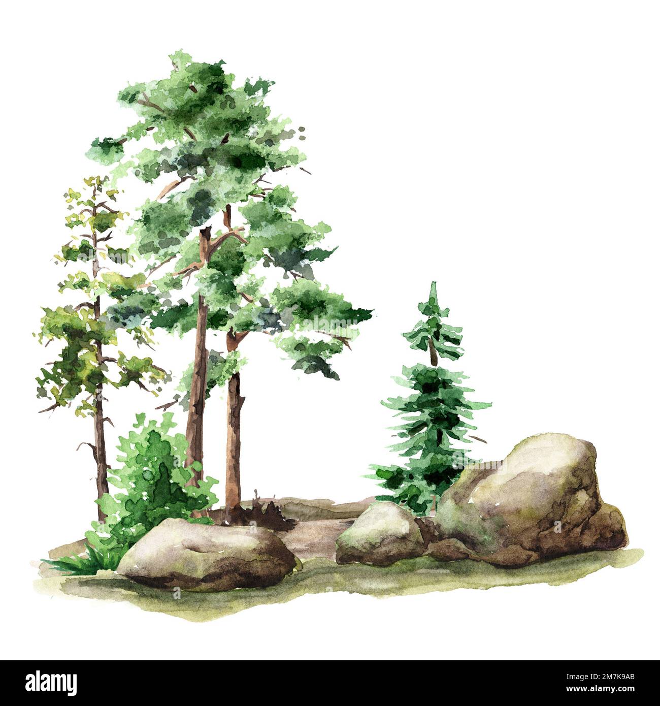 Forest landscape. Path between rocks and fir trees. Hand drawn ...