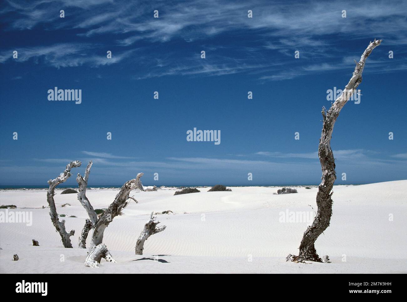Western Australia. Lancelin white sand with dead trees Stock Photo - Alamy