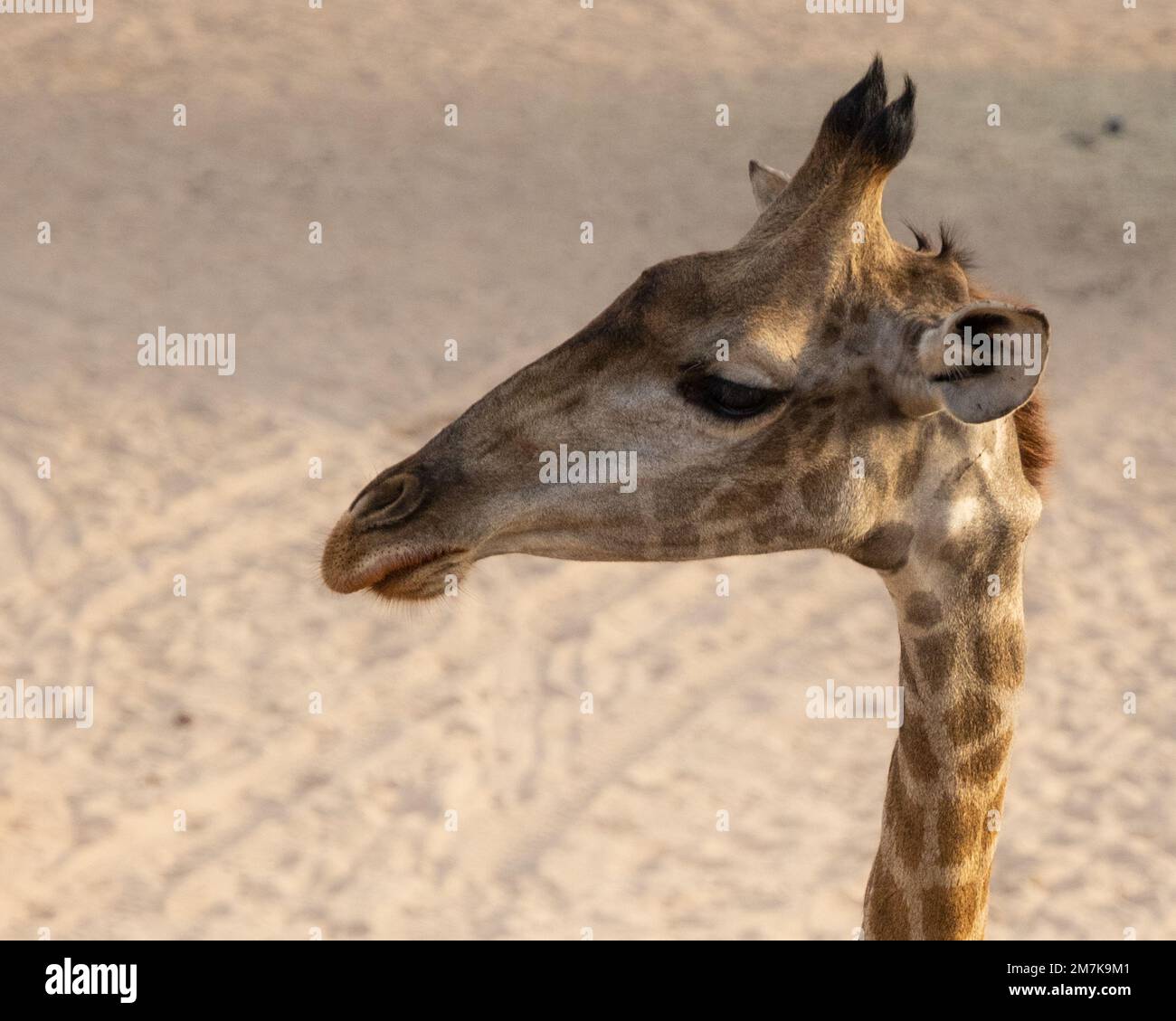 A closeup of the long neck of an Angolan giraffe on sandy desert Stock ...