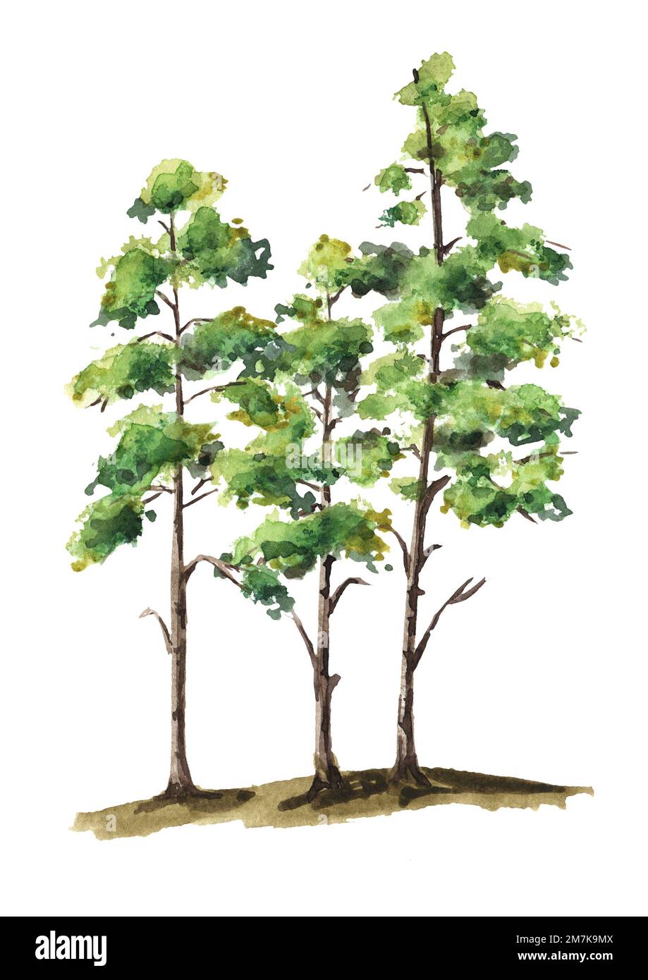 Grove of trees. Hand drawn watercolor illustration, isolated on white ...