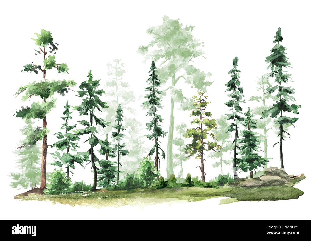 Wild Forest landscape. Hand drawn watercolor illustration, isolated on ...