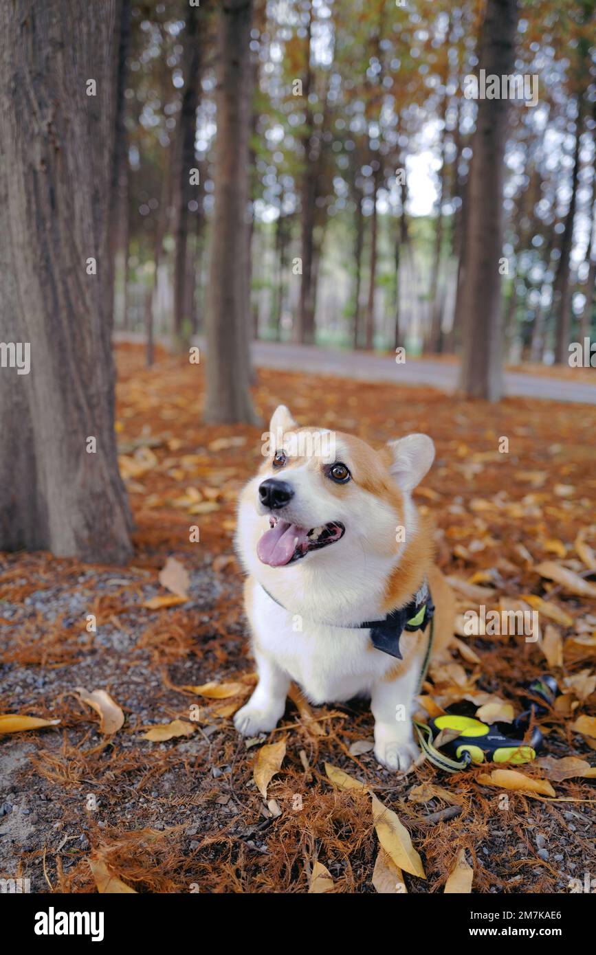 autumn outing with corgi in park Stock Photo - Alamy