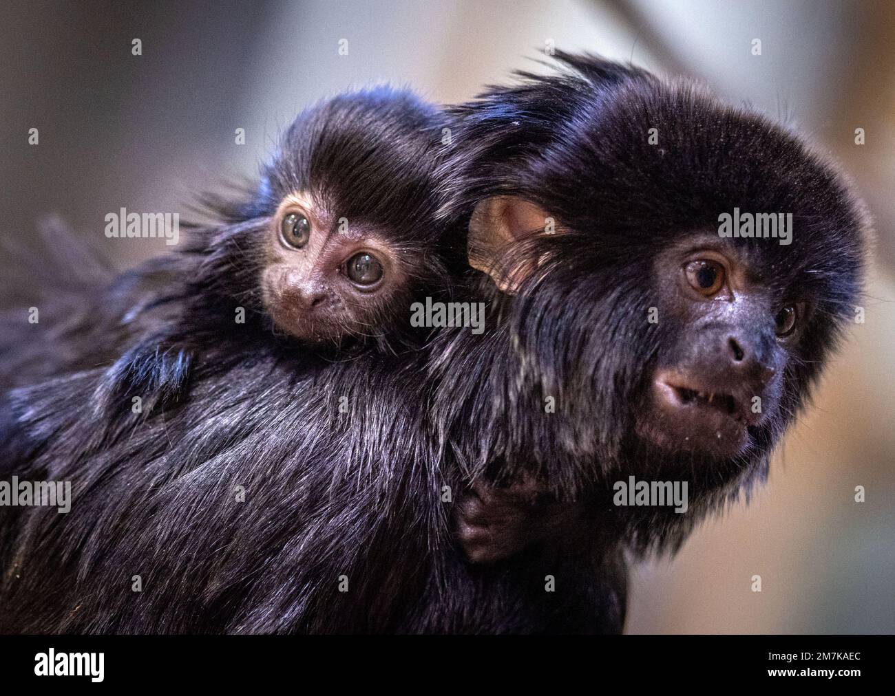 Schwerin, Germany. 10th Jan, 2023. The jumping tamarin cub born at the ...