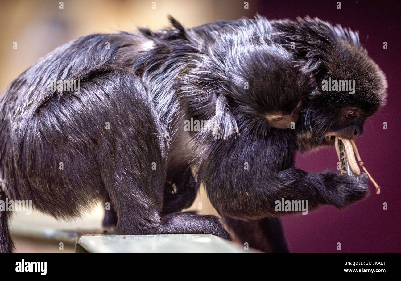 Schwerin, Germany. 10th Jan, 2023. The jumping tamarin cub born at the ...