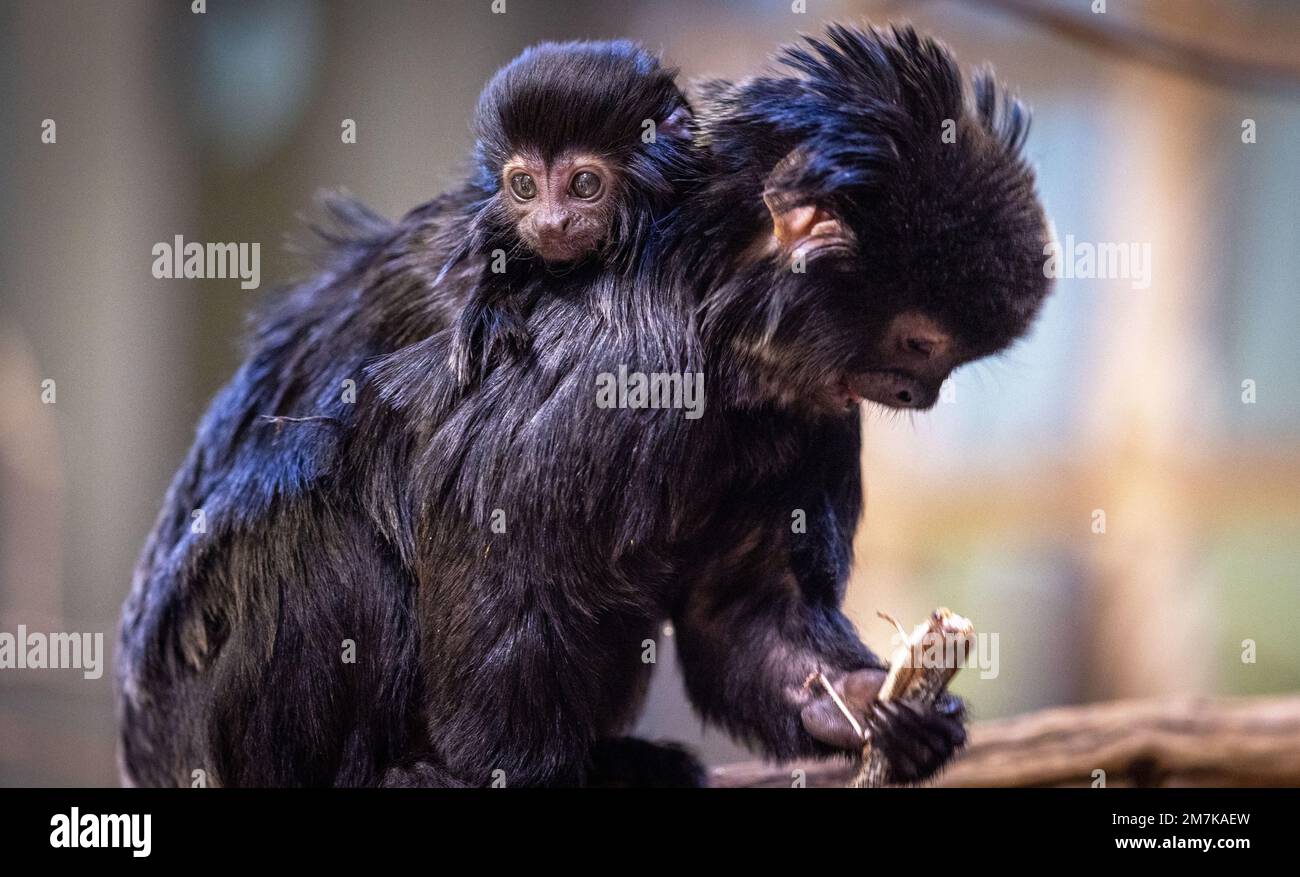 Schwerin, Germany. 10th Jan, 2023. The jumping tamarin cub born at the ...