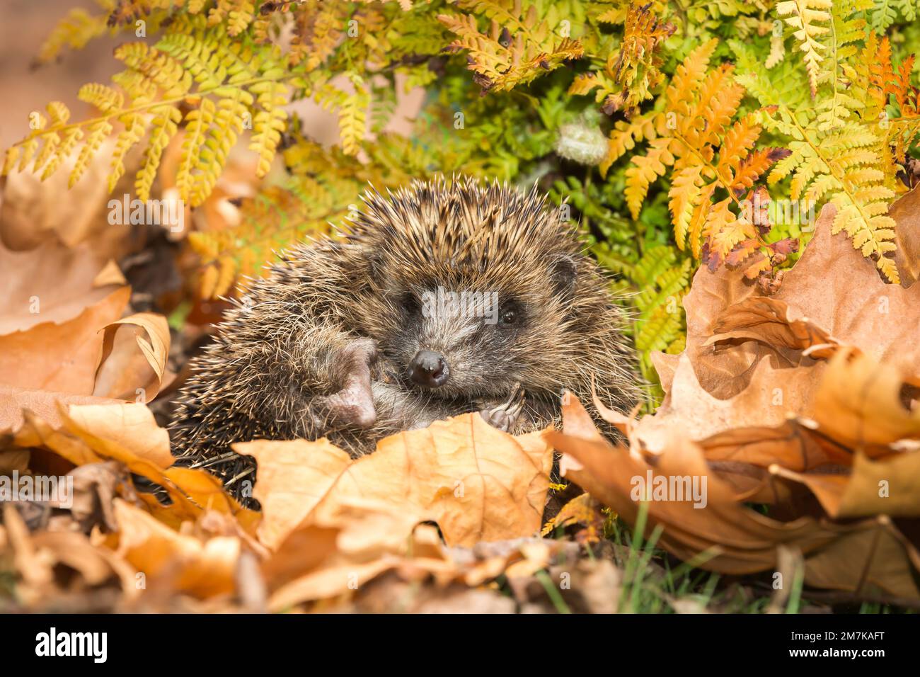 Wild, native hedgehog waking in hedgehog friendly garden. Taken inside ...