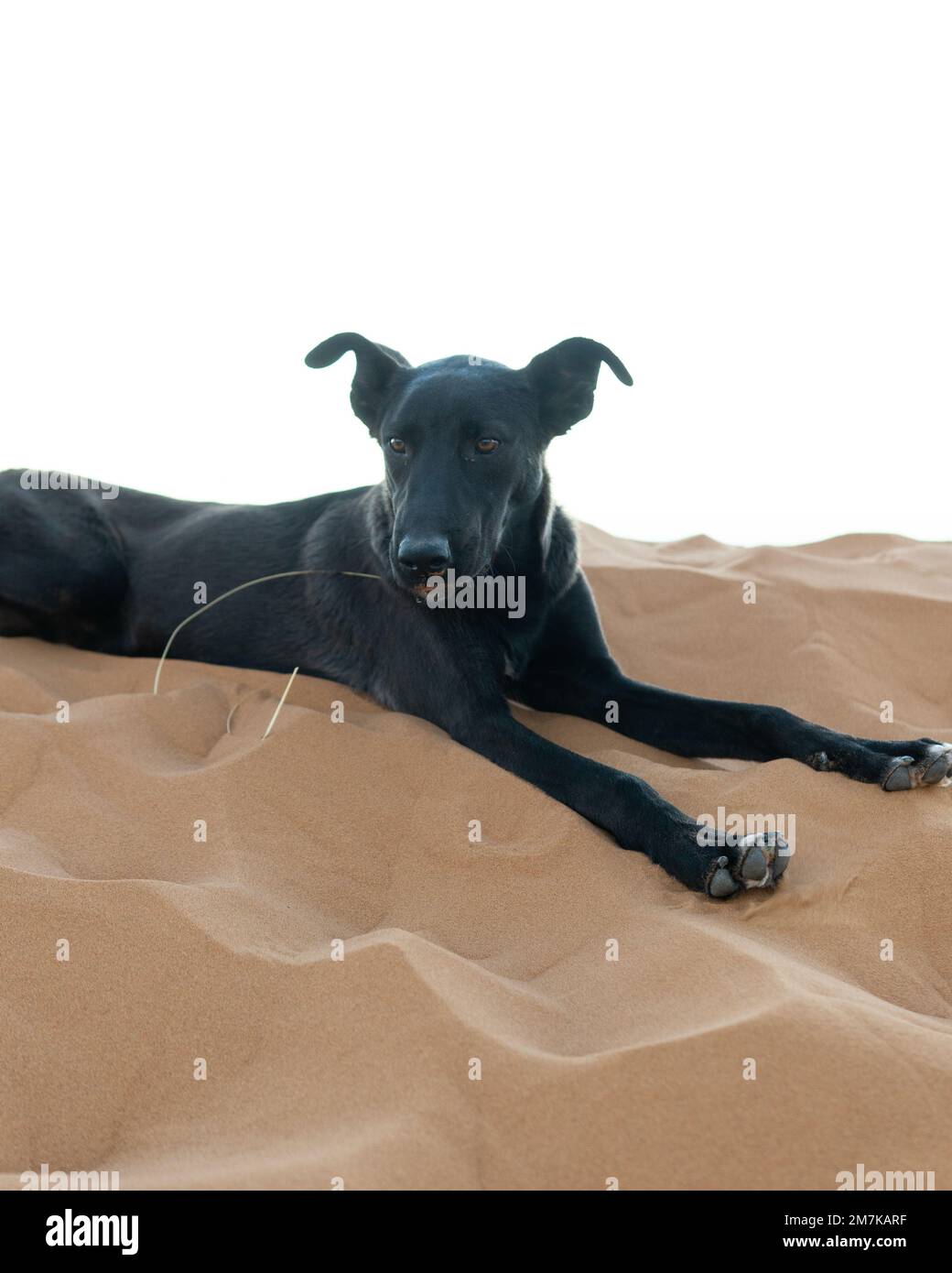 A vertical of a cute black dog resting on the hot sands of Sahara ...