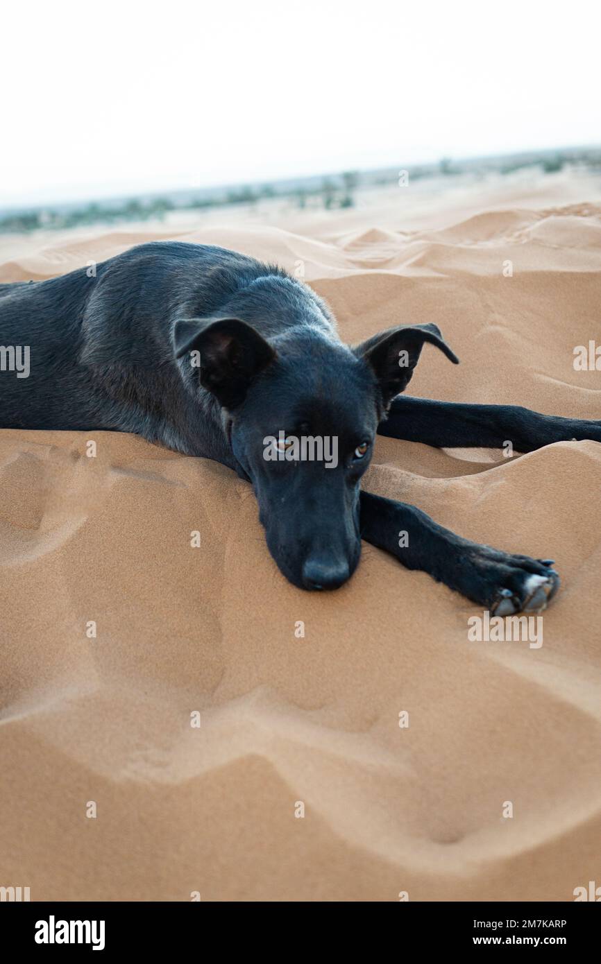 A vertical of a cute black dog resting on the hot sands of Sahara ...