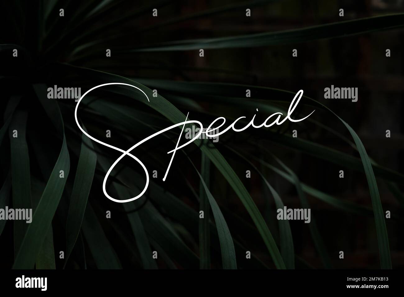 Special text on a leafy background vector Stock Vector Image & Art - Alamy