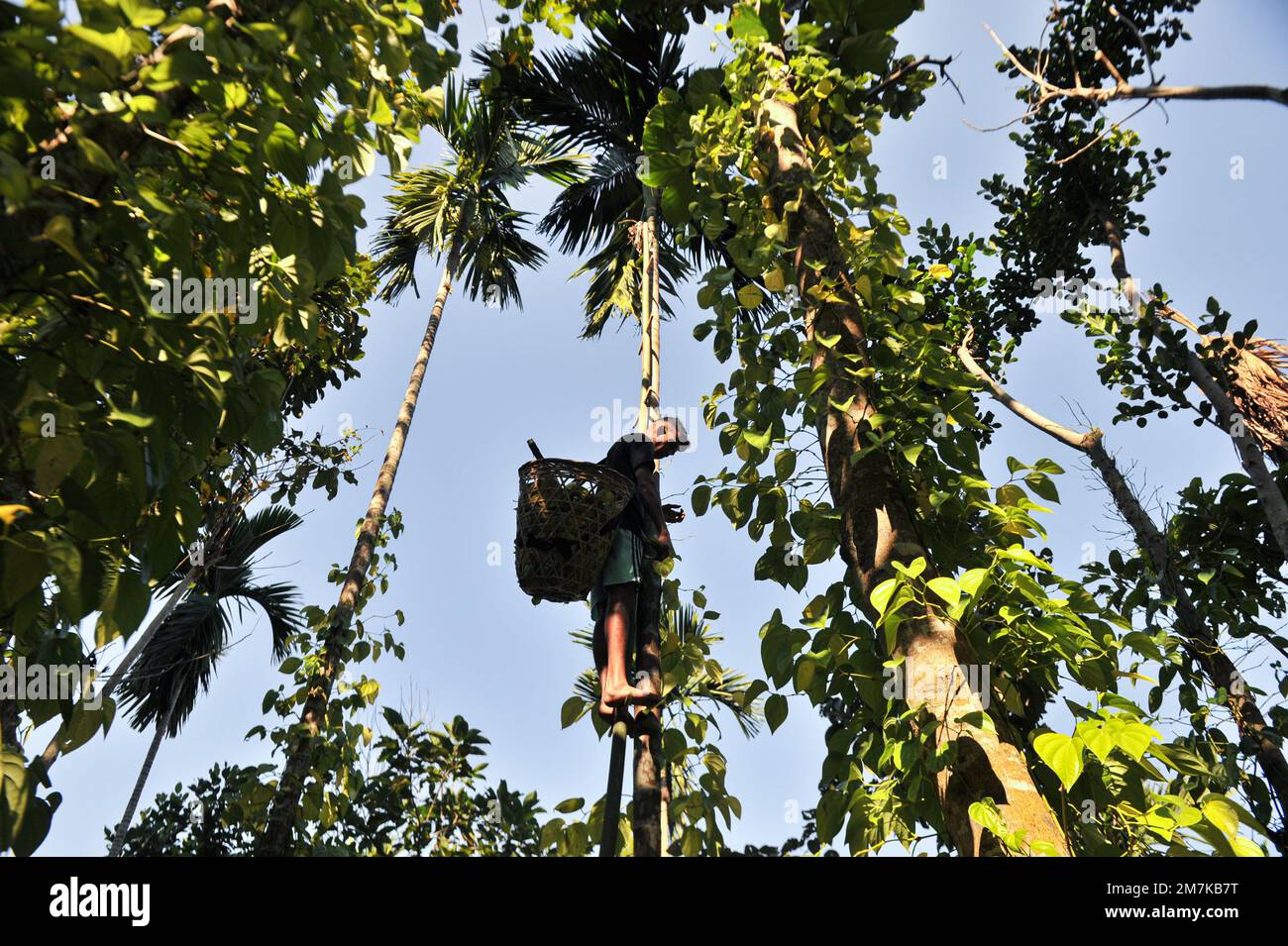 Betel leaf jhum farming in bangladesh hi-res stock photography and ...
