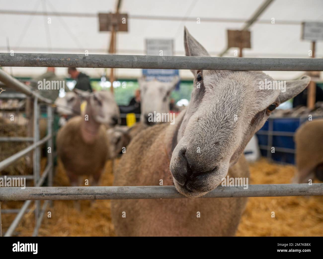 Images of the Kelso Rame Sales 2022. Springwood Park, Border Union ...