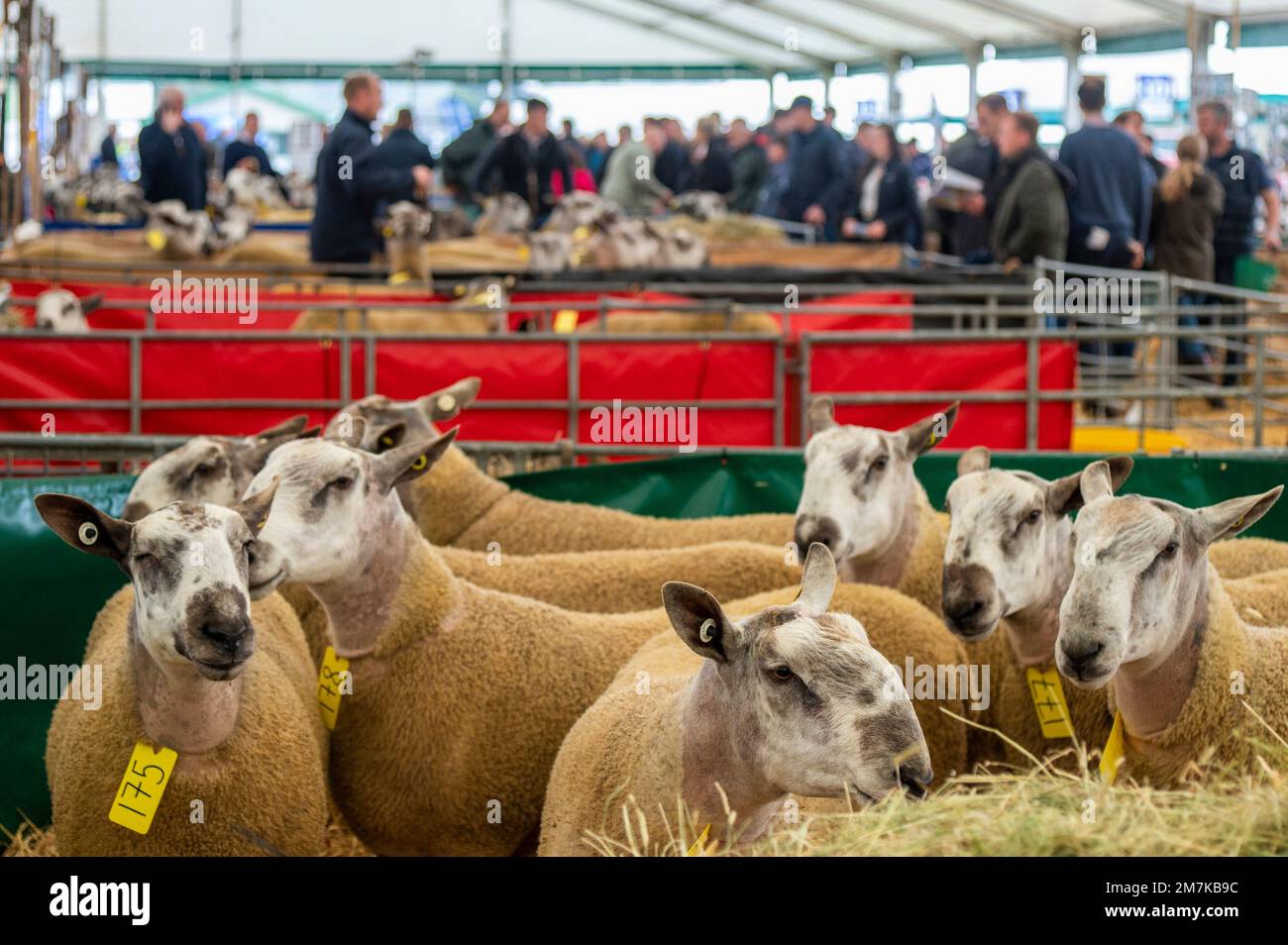 Images of the Kelso Rame Sales 2022. Springwood Park, Border Union ...