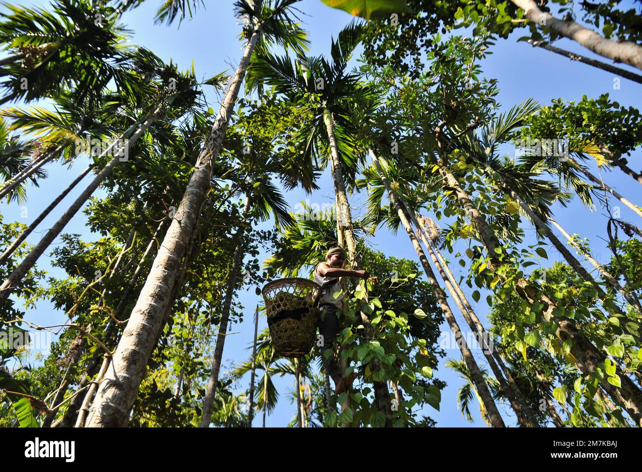 Betel leaf jhum farming in bangladesh hi-res stock photography and ...