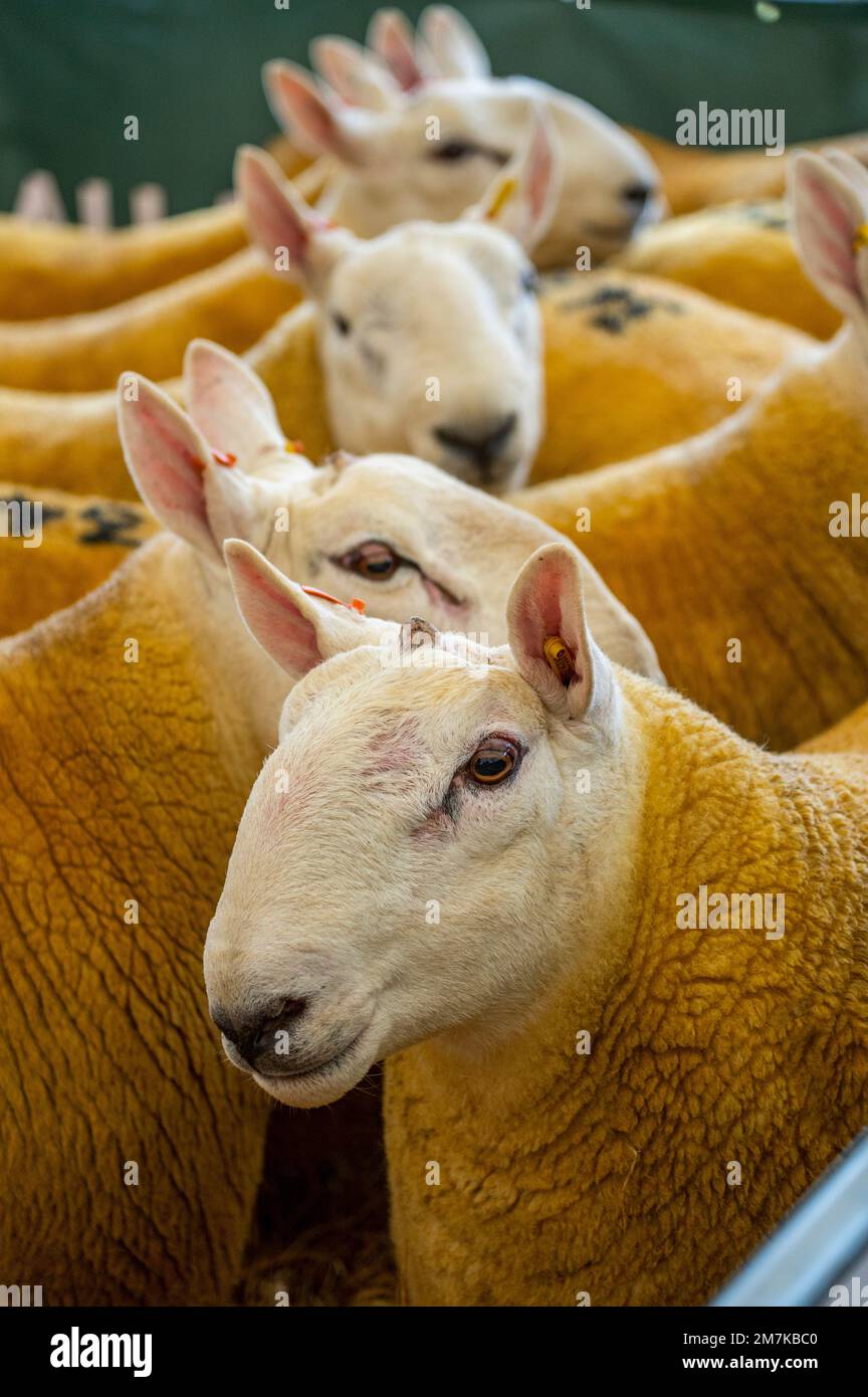 Images of the Kelso Rame Sales 2022. Springwood Park, Border Union ...