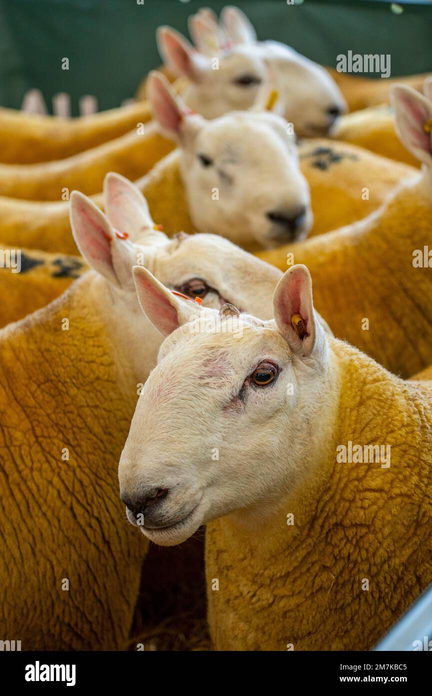 Images of the Kelso Rame Sales 2022. Springwood Park, Border Union ...