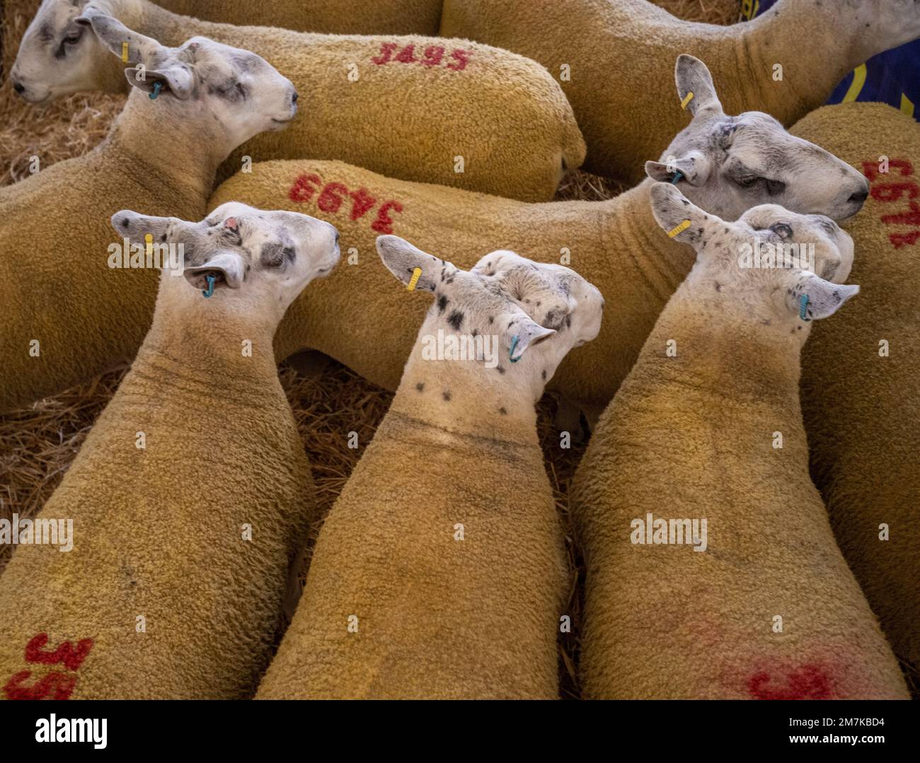 Images of the Kelso Rame Sales 2022. Springwood Park, Border Union ...