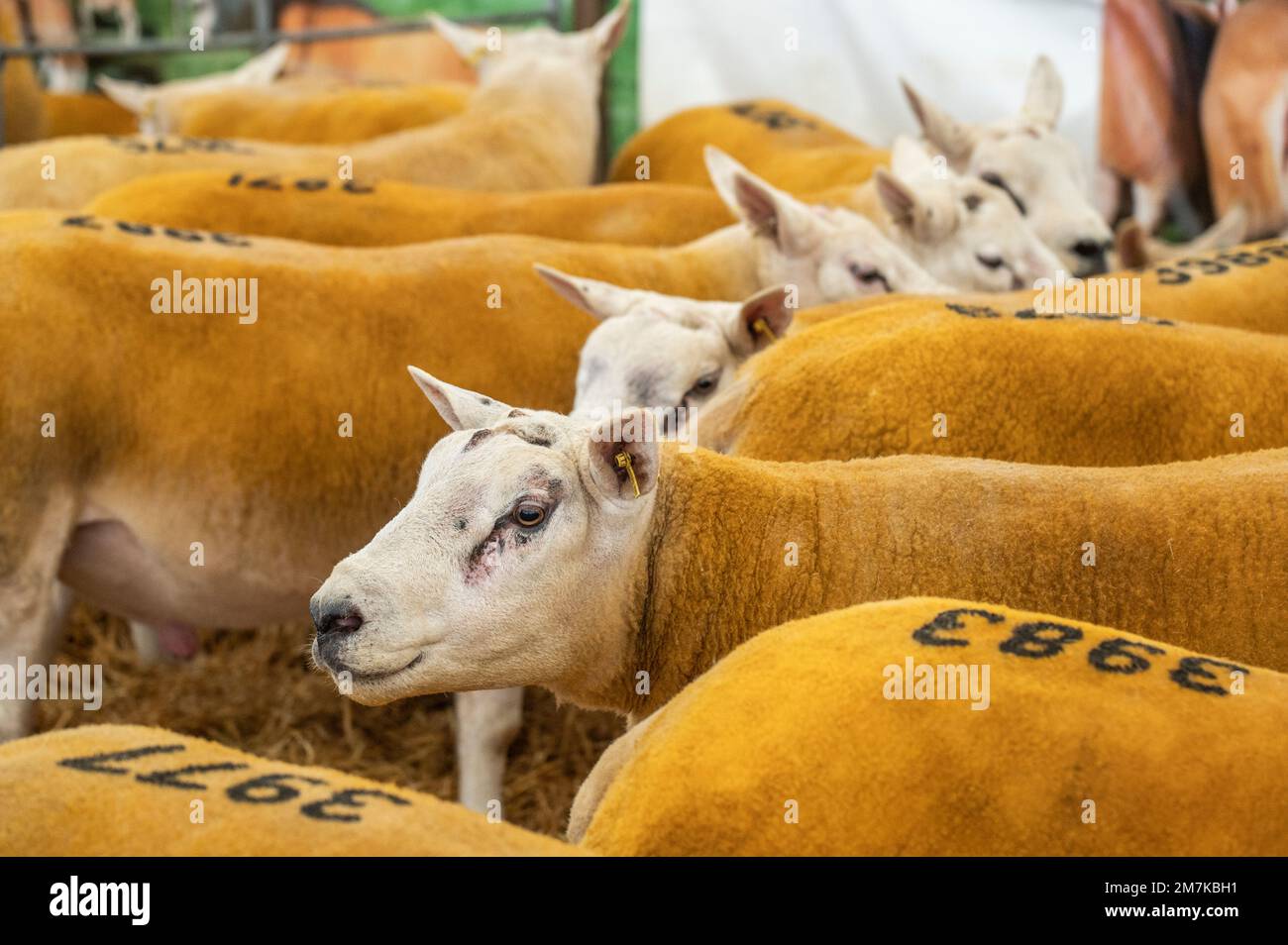 Images of the Kelso Rame Sales 2022. Springwood Park, Border Union ...