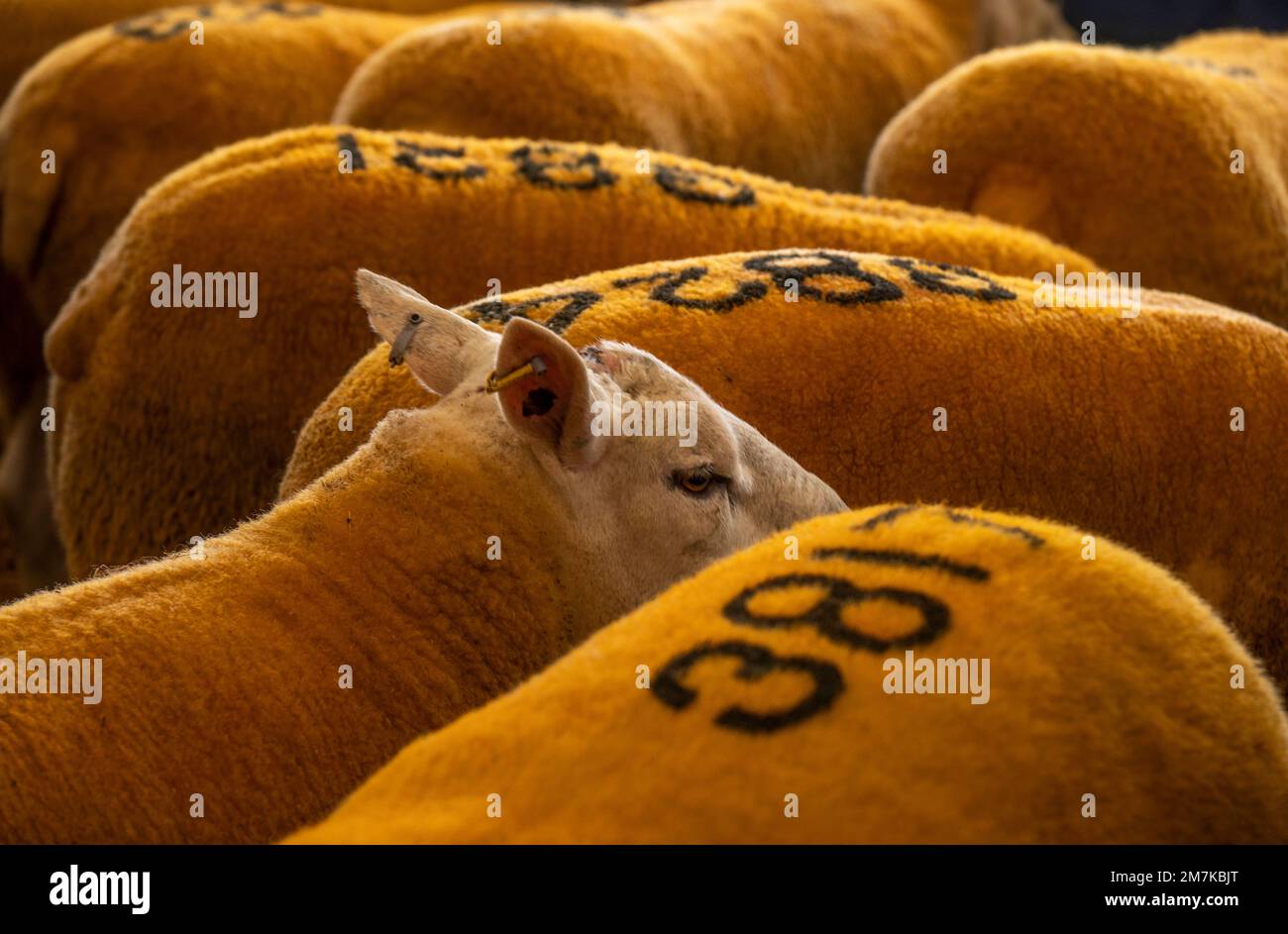 Images of the Kelso Rame Sales 2022. Springwood Park, Border Union ...