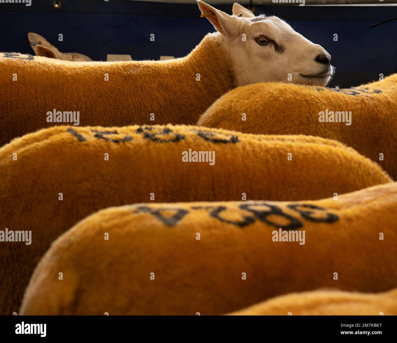 Images of the Kelso Rame Sales 2022. Springwood Park, Border Union ...