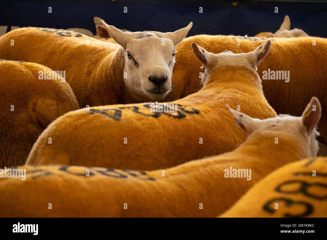Images of the Kelso Rame Sales 2022. Springwood Park, Border Union ...