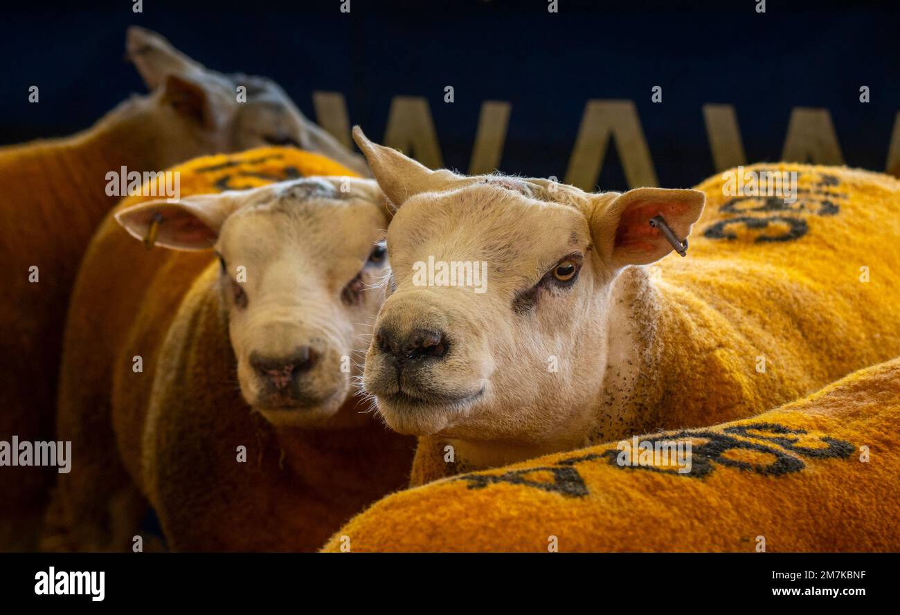 Images of the Kelso Rame Sales 2022. Springwood Park, Border Union ...