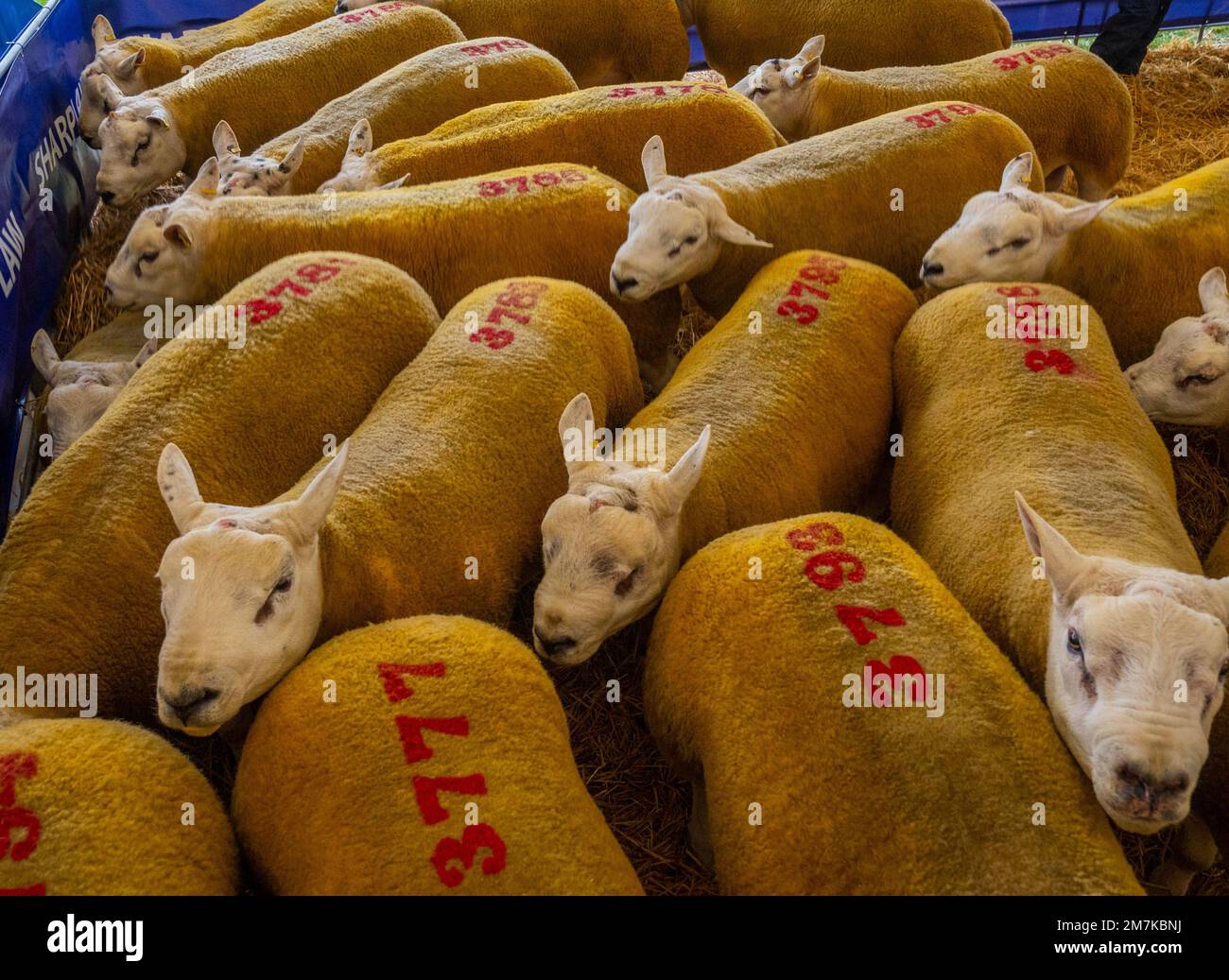 Images of the Kelso Rame Sales 2022. Springwood Park, Border Union ...