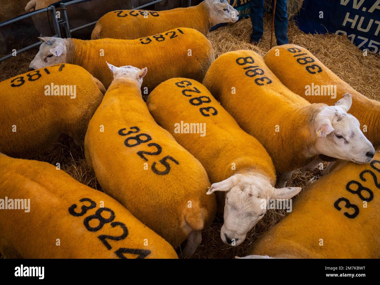 Images of the Kelso Rame Sales 2022. Springwood Park, Border Union ...