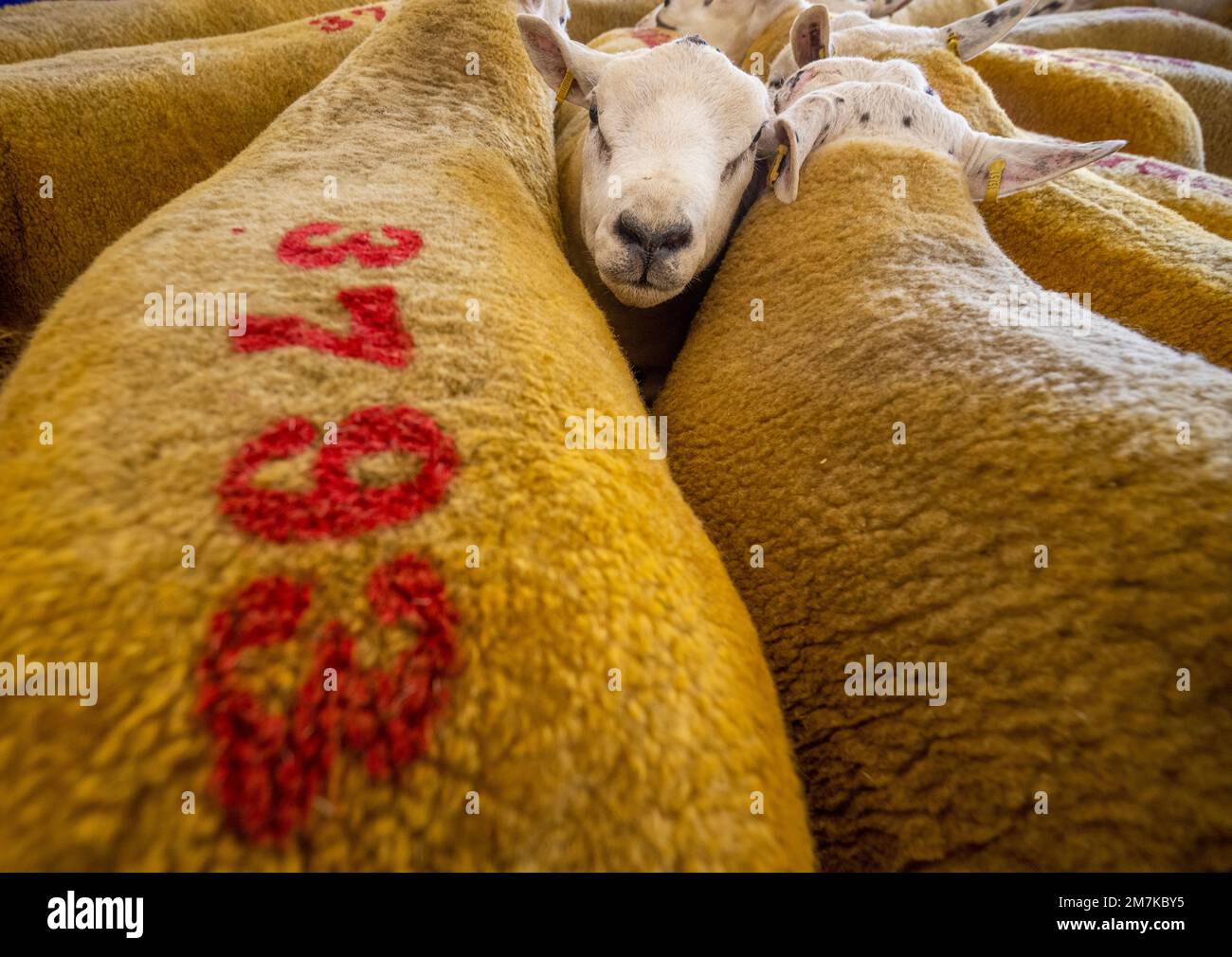 Images of the Kelso Rame Sales 2022. Springwood Park, Border Union ...
