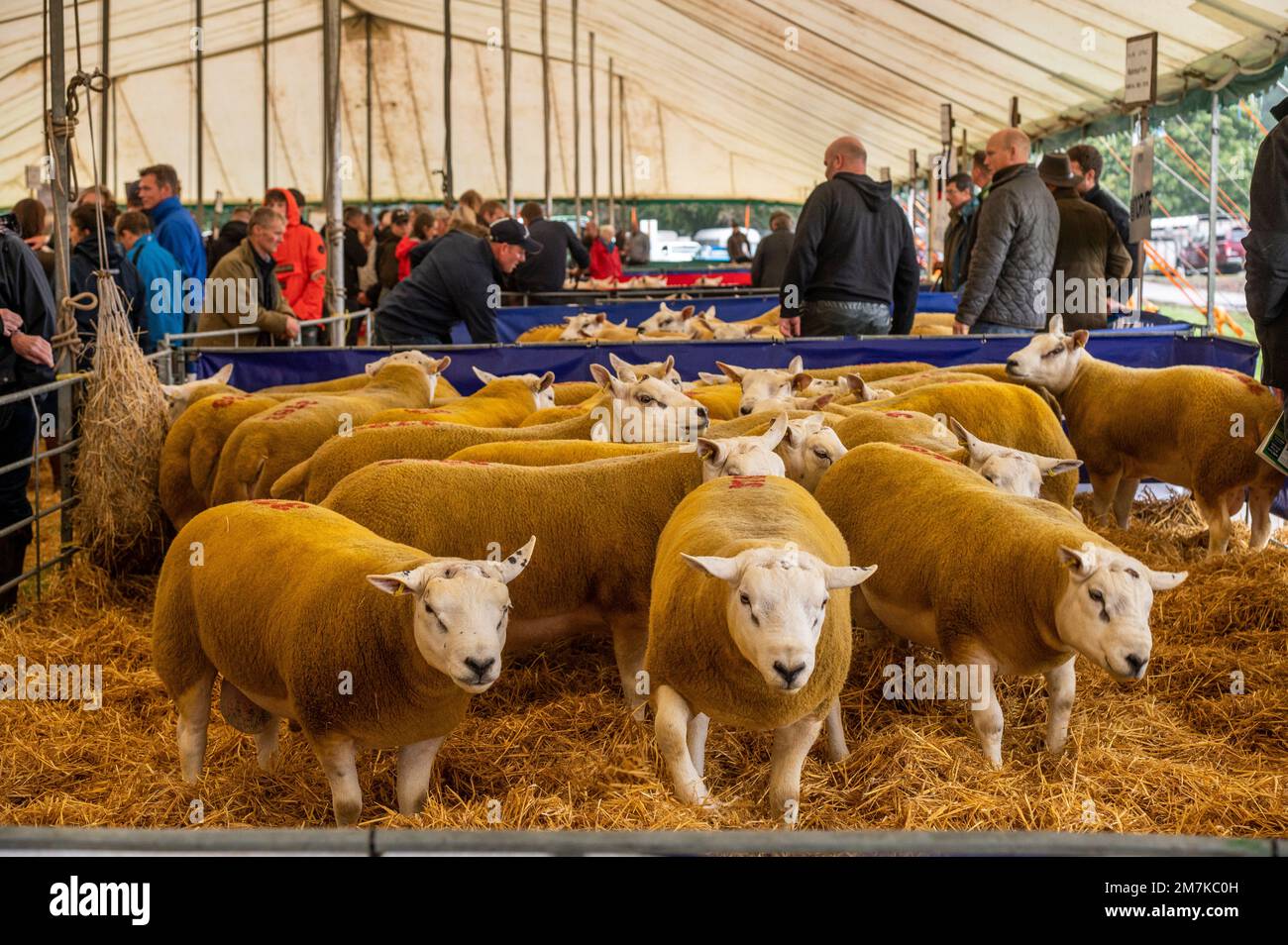 Images of the Kelso Rame Sales 2022. Springwood Park, Border Union ...
