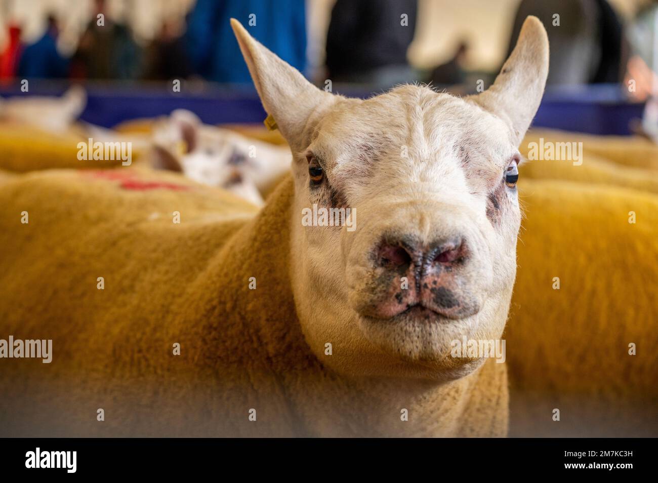 Images of the Kelso Rame Sales 2022. Springwood Park, Border Union ...