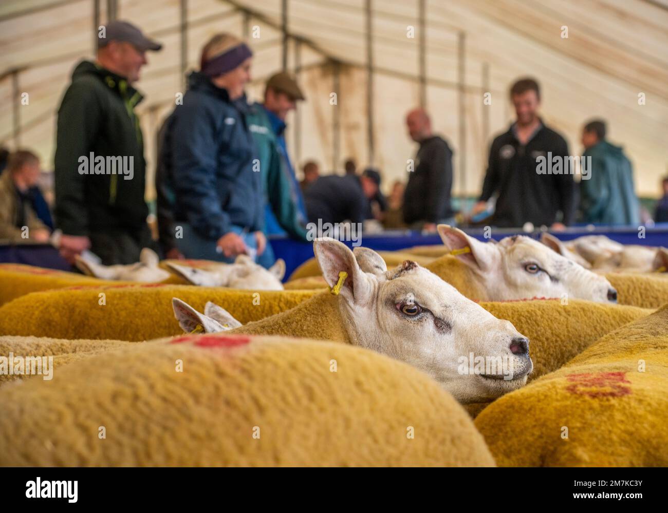 Images of the Kelso Rame Sales 2022. Springwood Park, Border Union ...