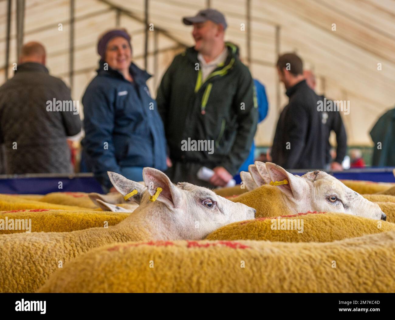 Images of the Kelso Rame Sales 2022. Springwood Park, Border Union ...