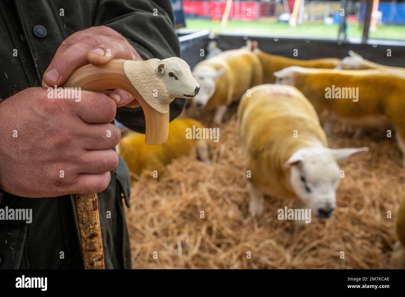 Images of the Kelso Rame Sales 2022. Springwood Park, Border Union ...