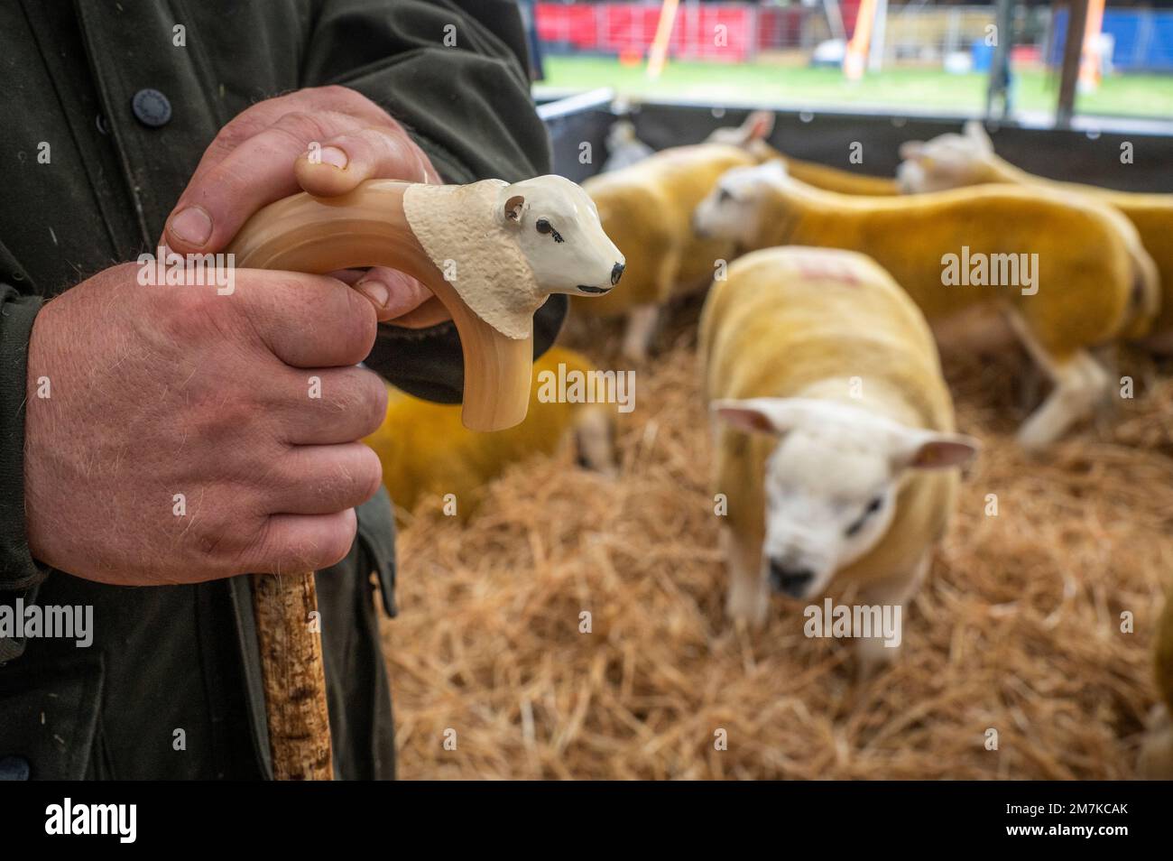 Images of the Kelso Rame Sales 2022. Springwood Park, Border Union ...