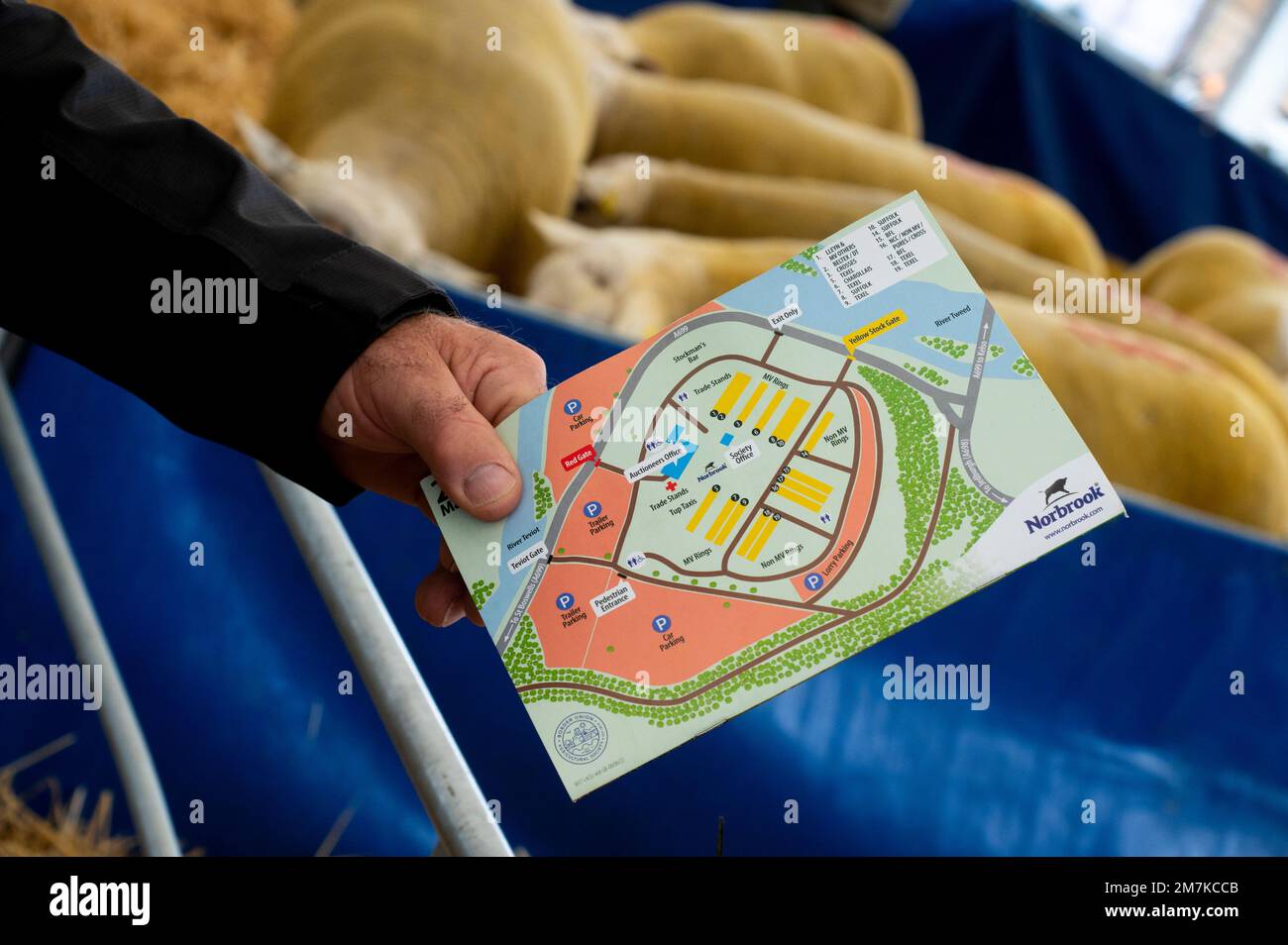 Images of the Kelso Rame Sales 2022. Springwood Park, Border Union ...