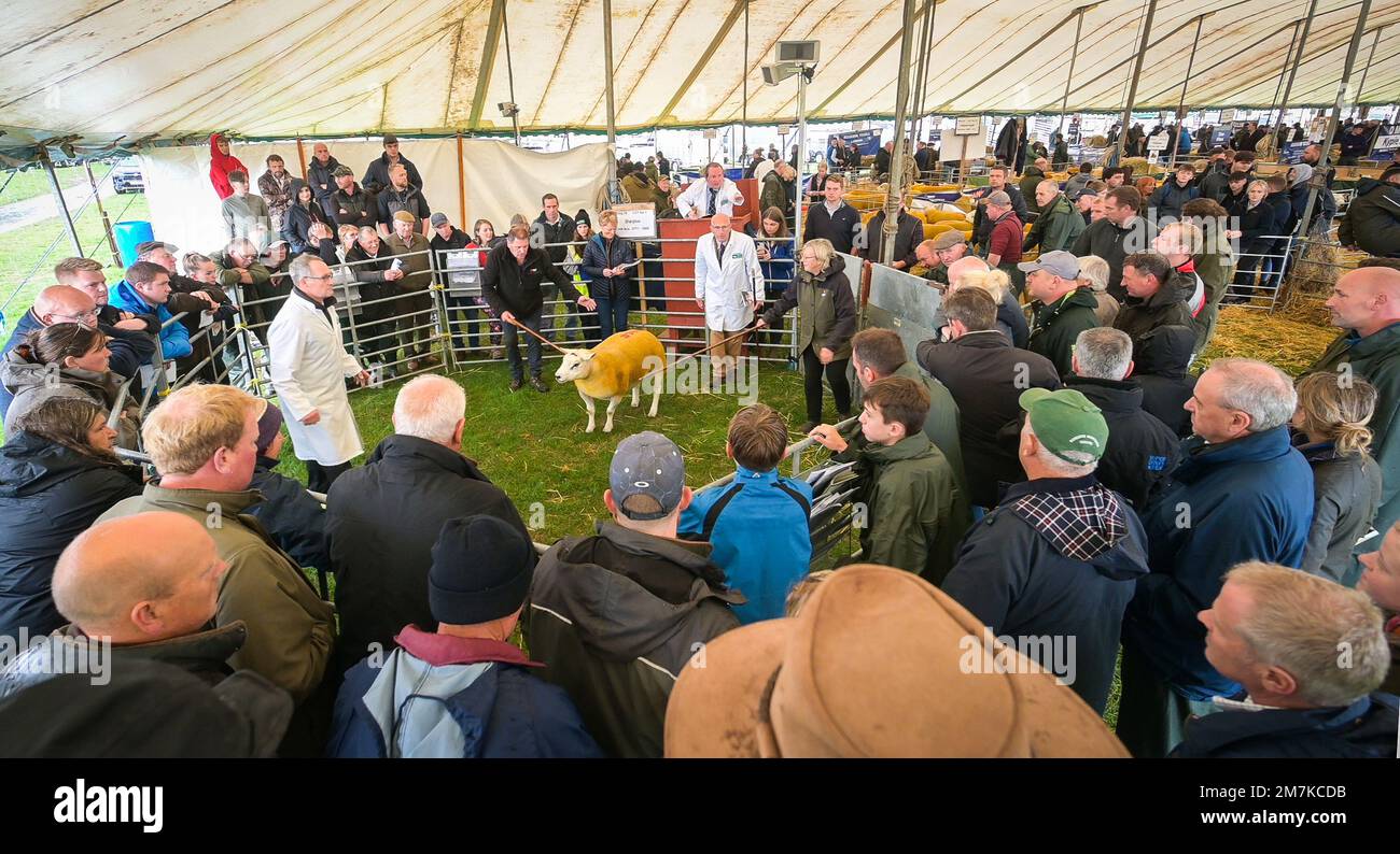 Images of the Kelso Rame Sales 2022. Springwood Park, Border Union ...