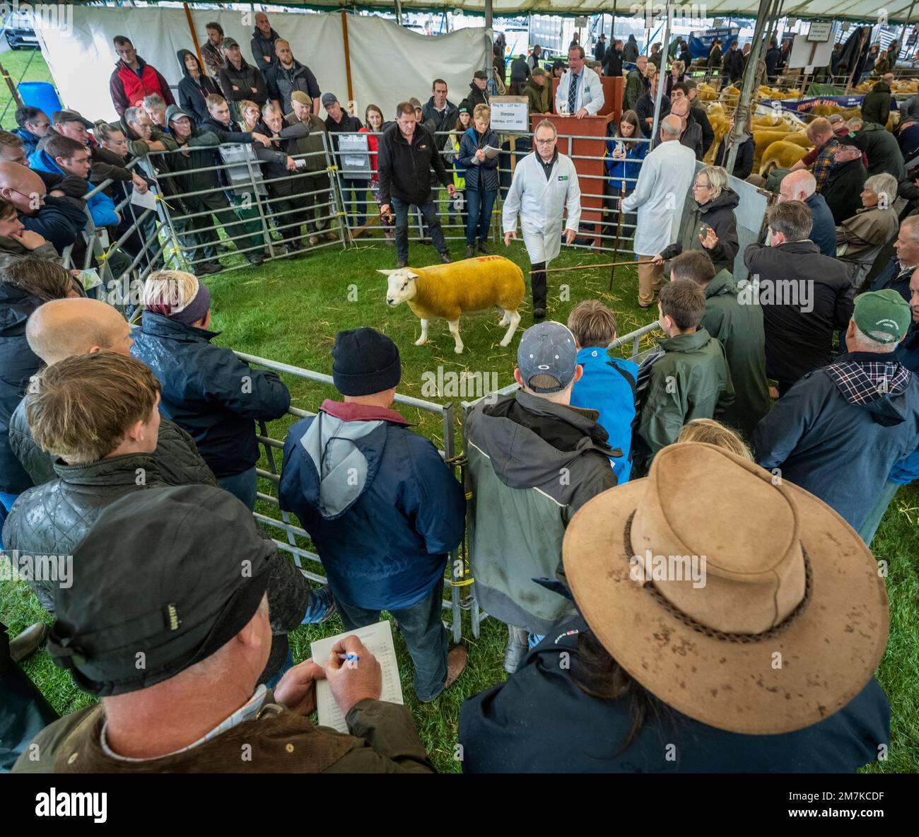 Images of the Kelso Rame Sales 2022. Springwood Park, Border Union ...