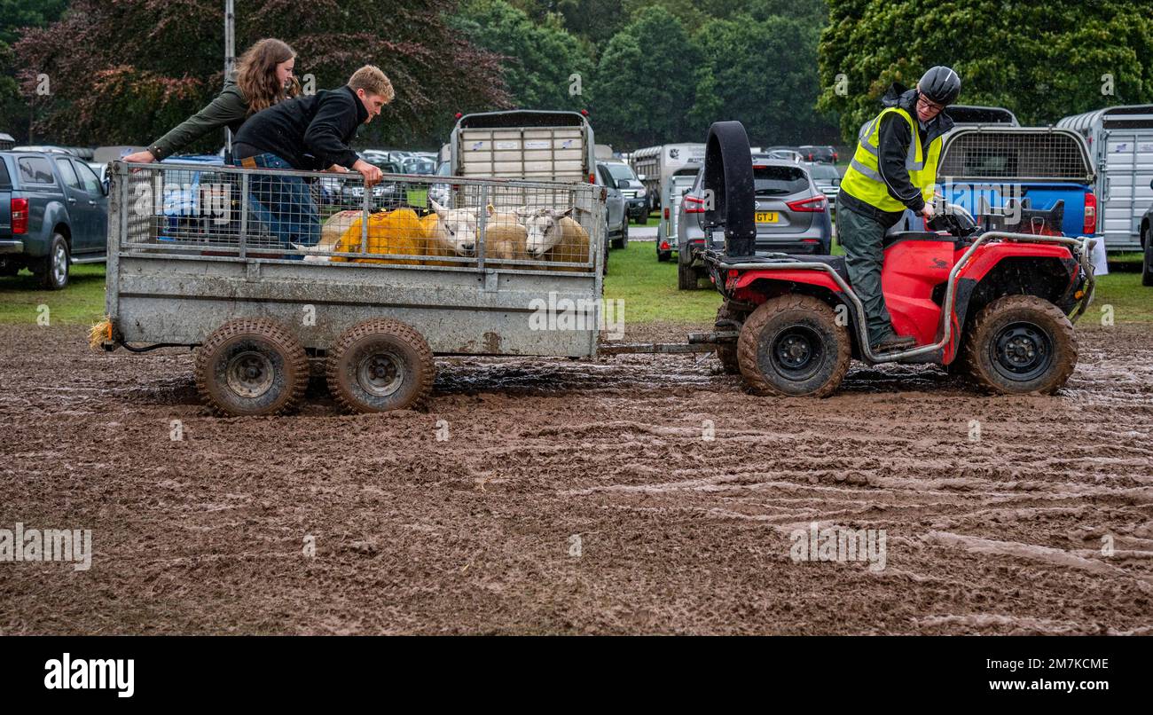 Images of the Kelso Rame Sales 2022. Springwood Park, Border Union ...