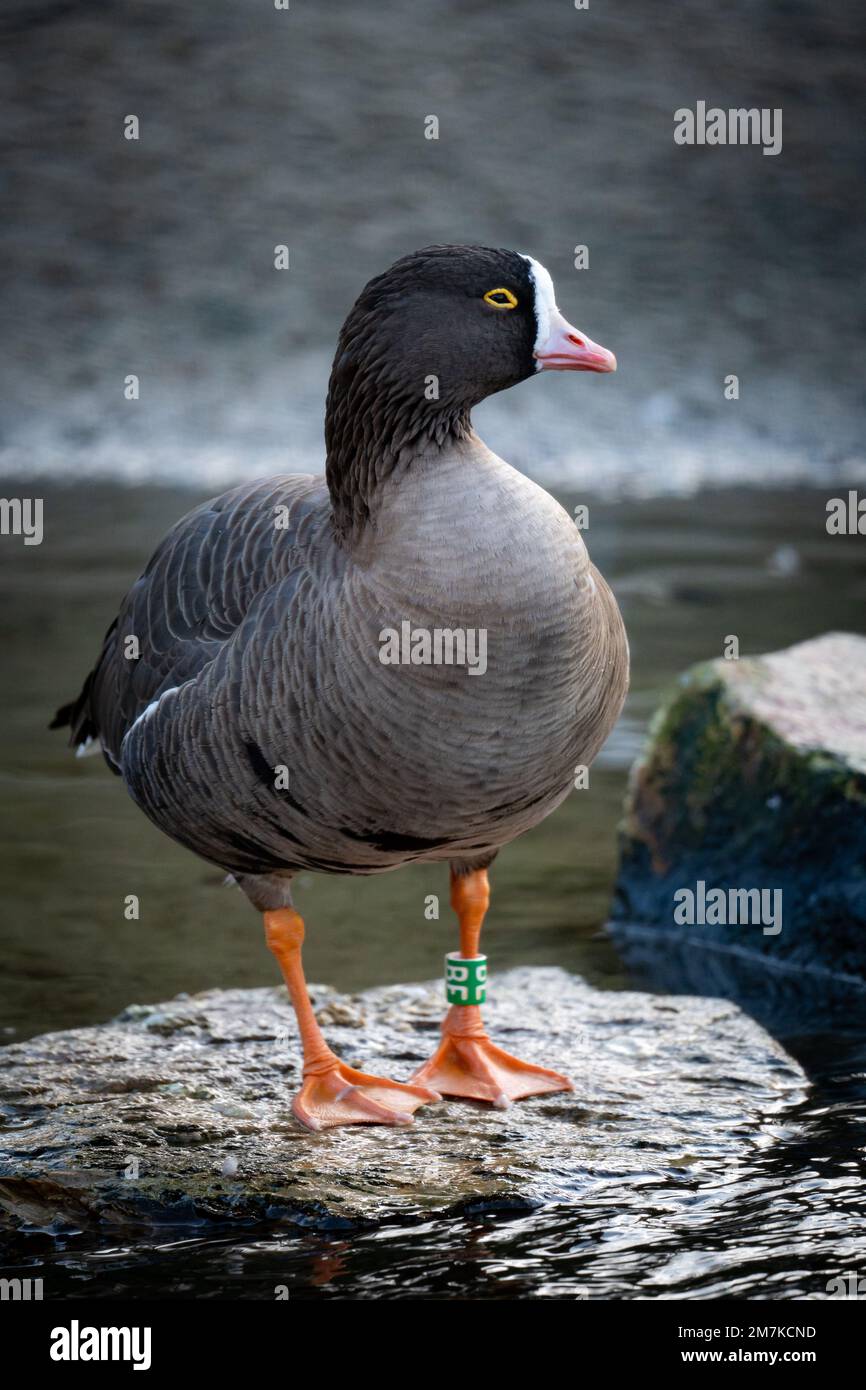 A grey geese standing on the rock Stock Photo - Alamy