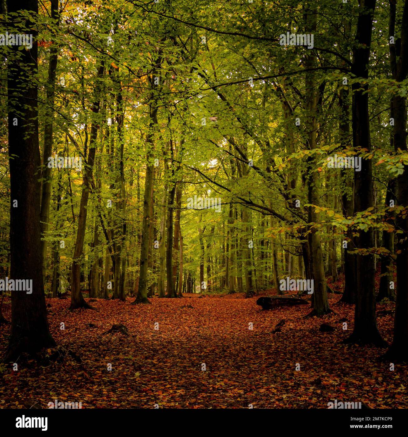 tall trees in the forest with fallen leaves on the ground Stock Photo ...