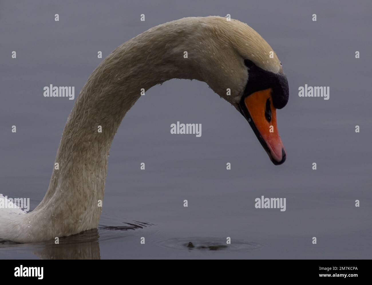 Close up of swan swimming in lake Stock Photo - Alamy
