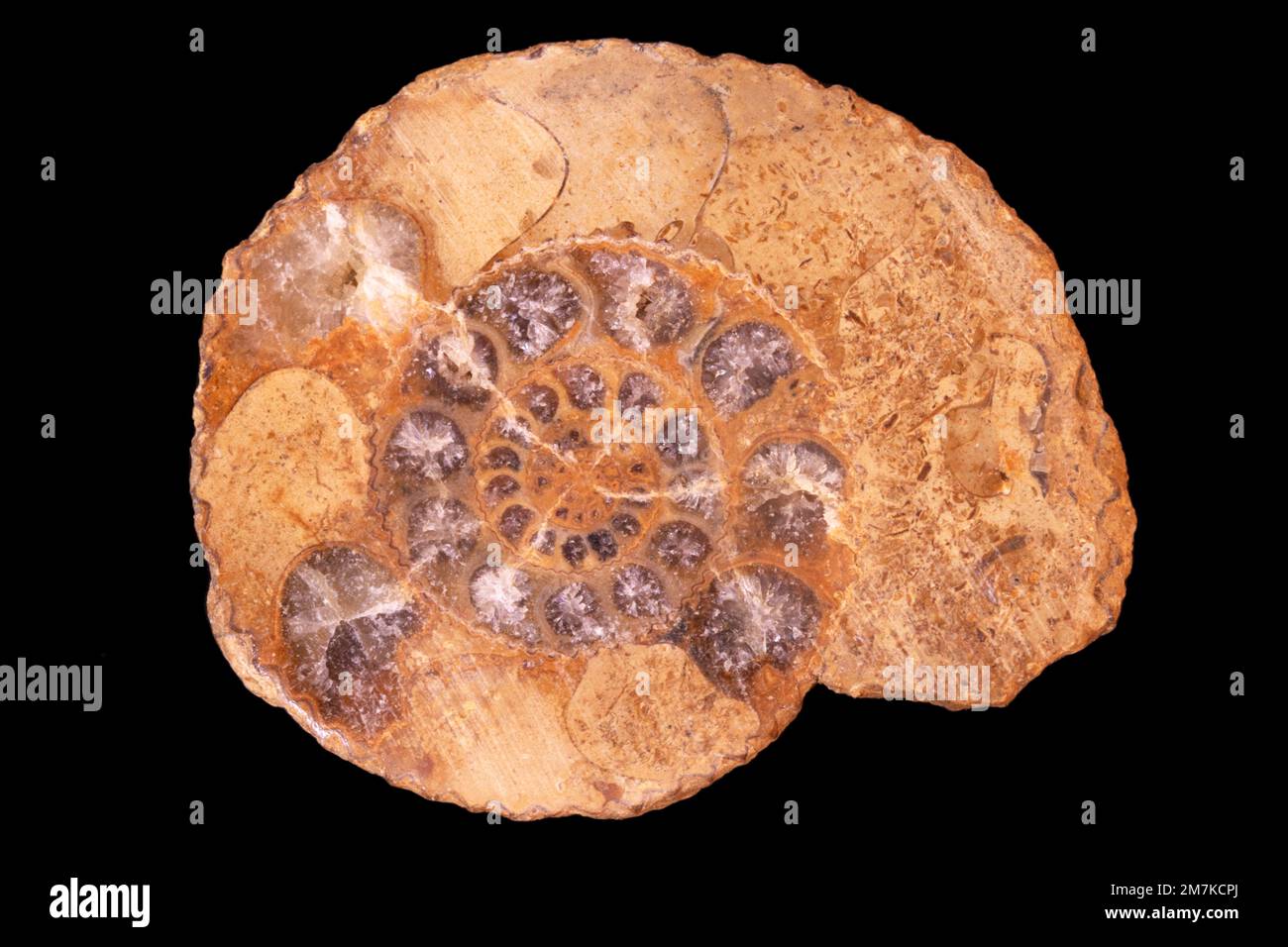 Laboratory specimen of rocks and fossils, Fossil ammonite Stock Photo ...