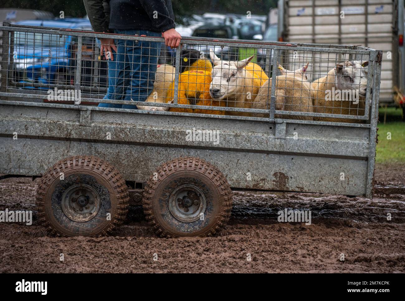 Images of the Kelso Rame Sales 2022. Springwood Park, Border Union ...