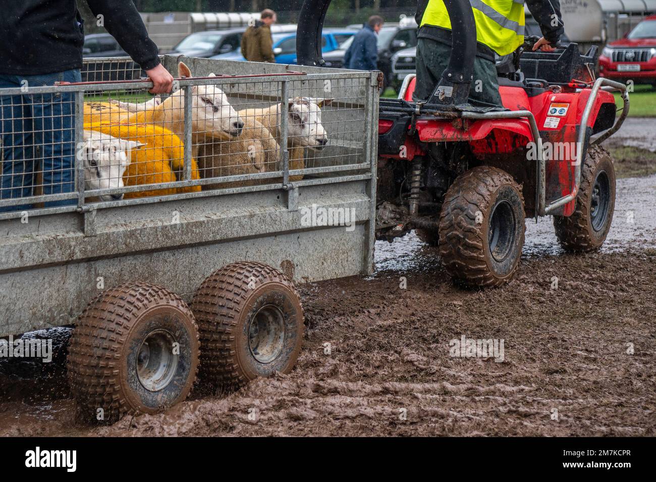 Images of the Kelso Rame Sales 2022. Springwood Park, Border Union ...