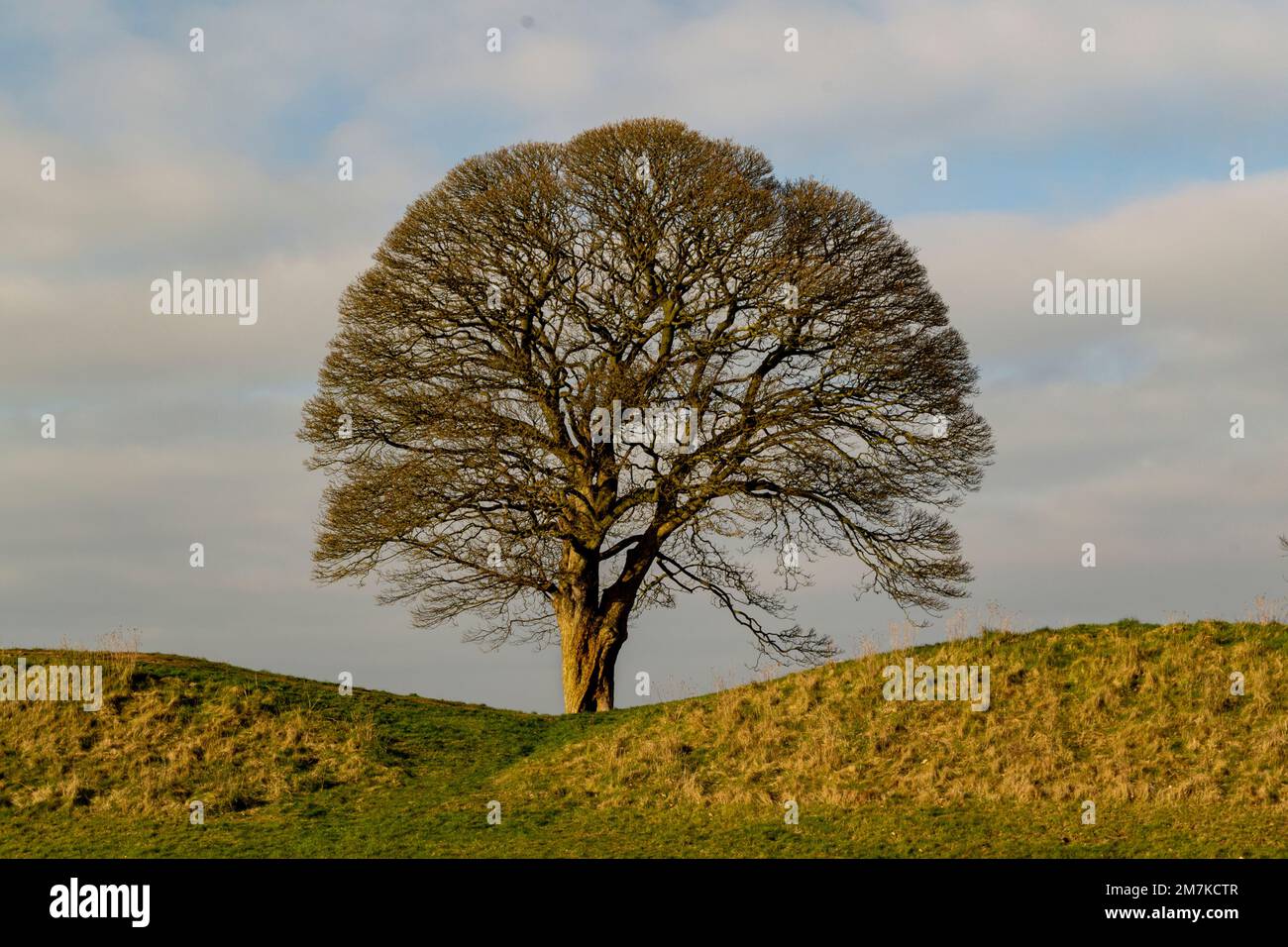 London plane tree on the edge of Giant's Ring megalithic site at ...