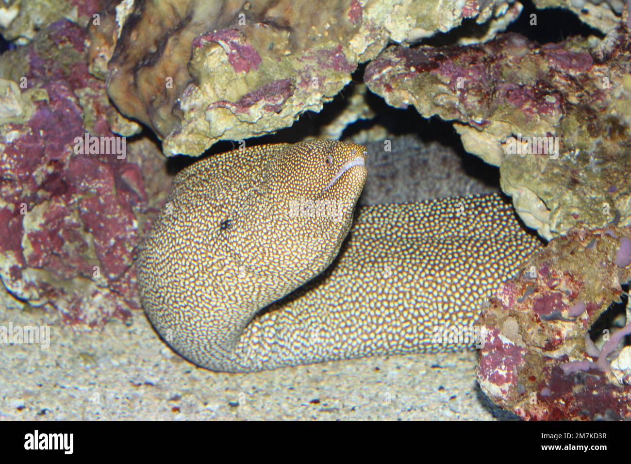 Hawaiian moray eel hi-res stock photography and images - Alamy